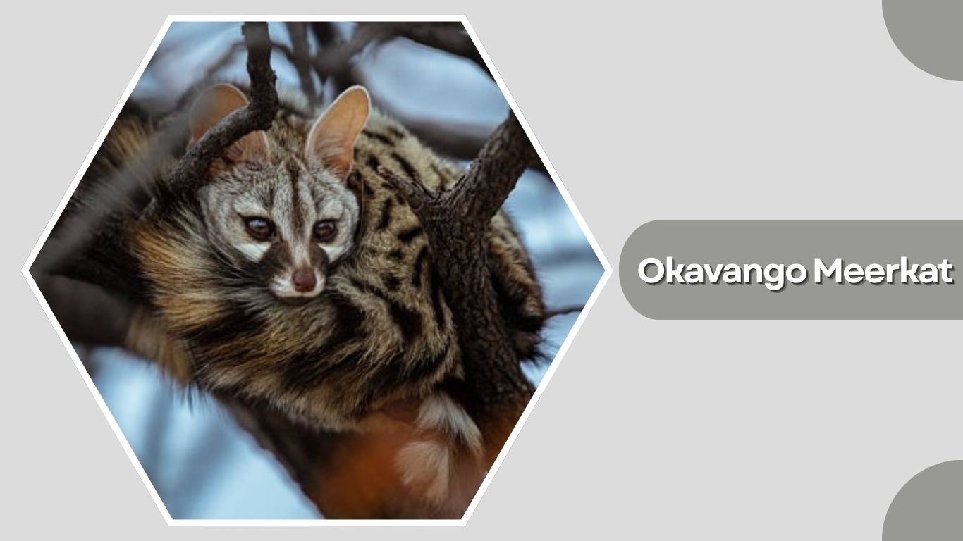21 Types of Meerkat Animals: Species Identification with Pictures