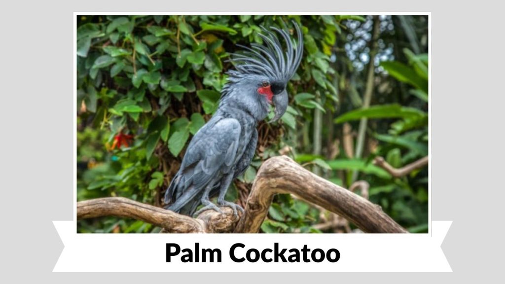 21 Different species of Cockatoos : Types Identification with Pictures