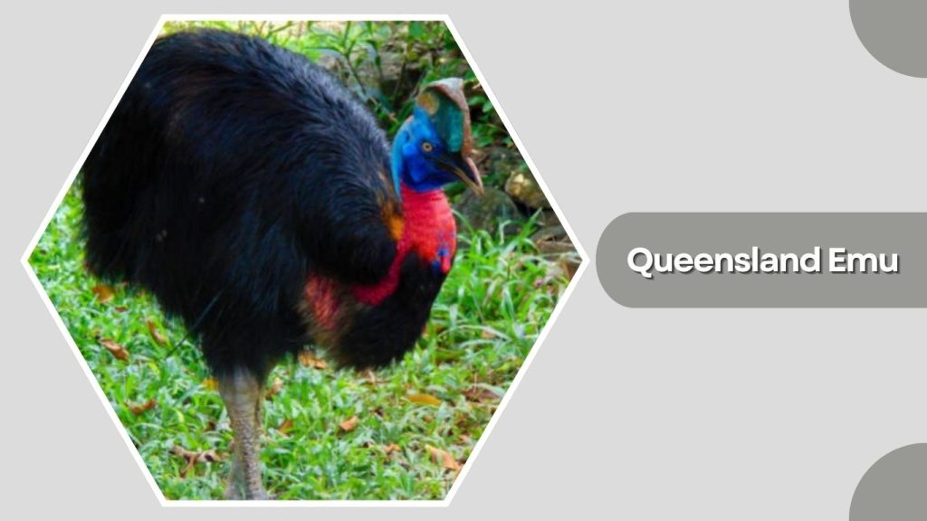 12 Common Types of Emu Bird: Identification with Pictures