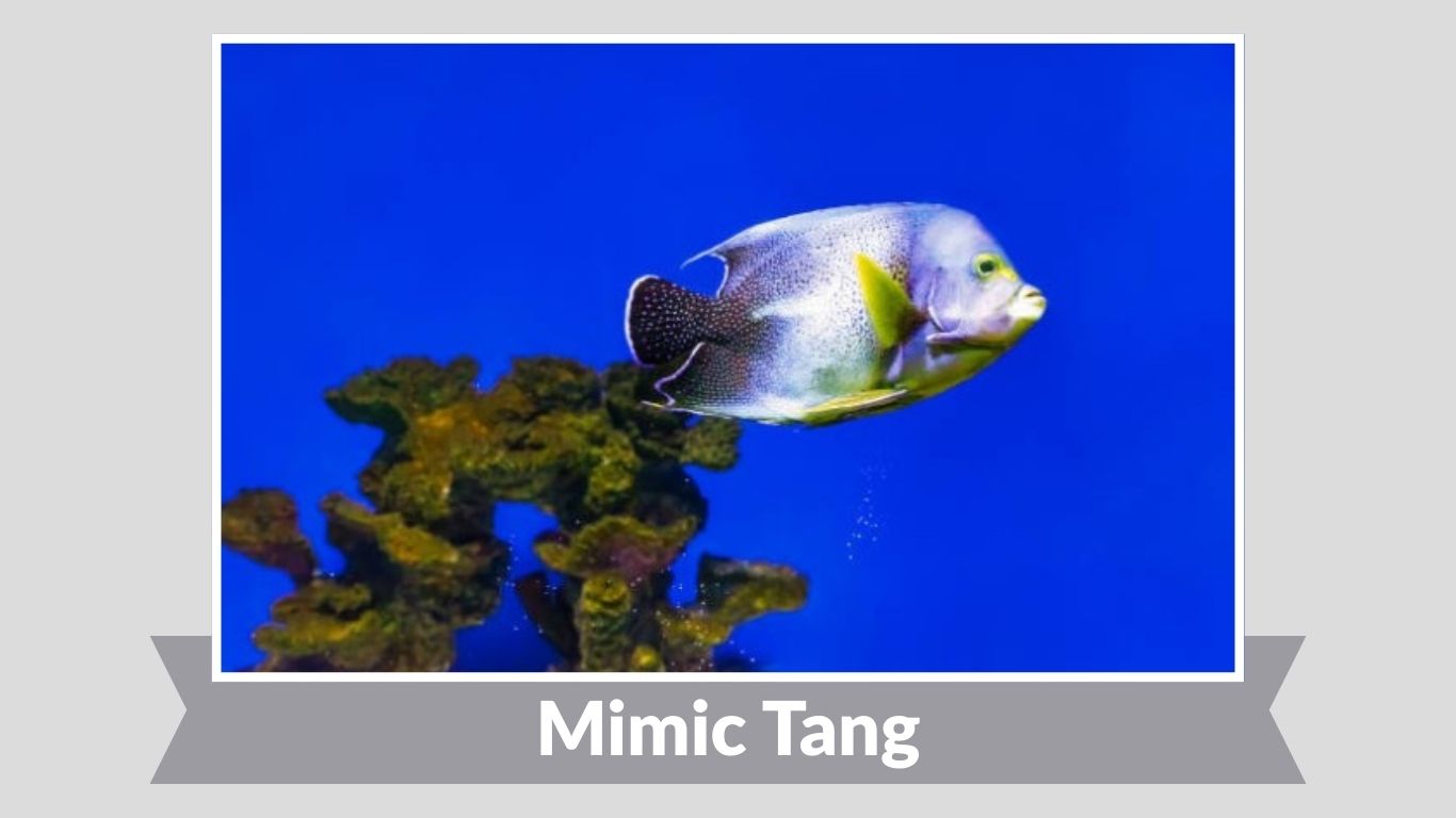 15 Types of Surgeonfish: Identification with Picture