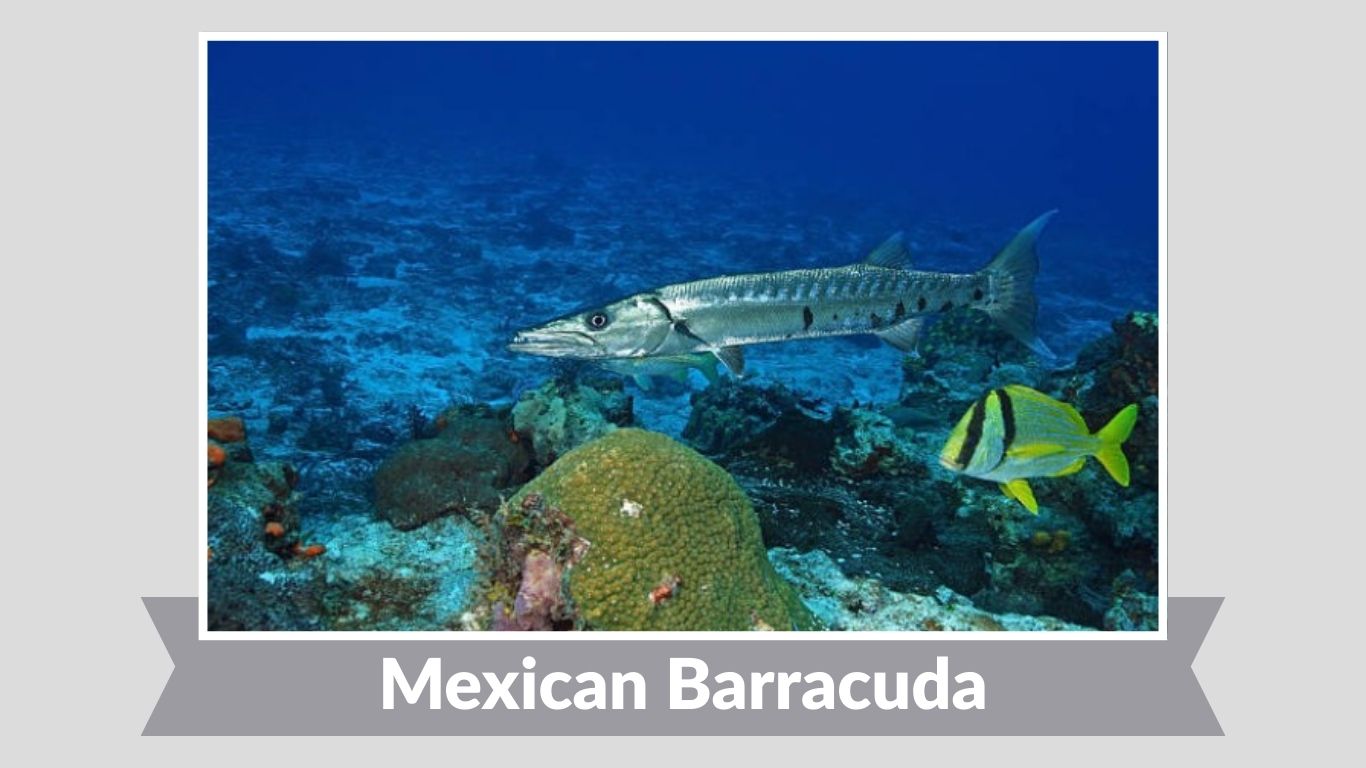 15 Types of Barracuda Fish: Identification with Picture