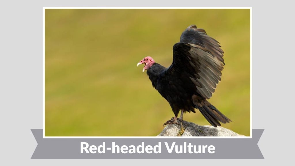 15 Types of Black and White Bird with Red Head: Id with Picture