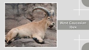 12 Types of Ibex: Different Species Identification With Pictures