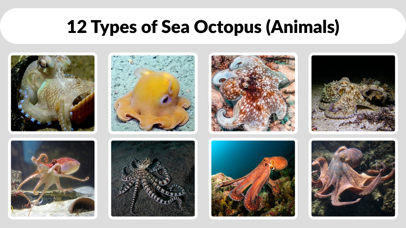 10 Fastest Sea Animals in the Ocean: Identification with Pictures