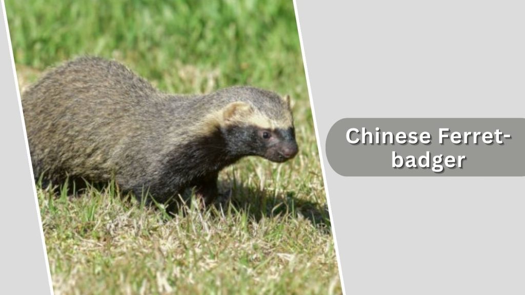 15 Types of Badgers Animals: Identification with Picture