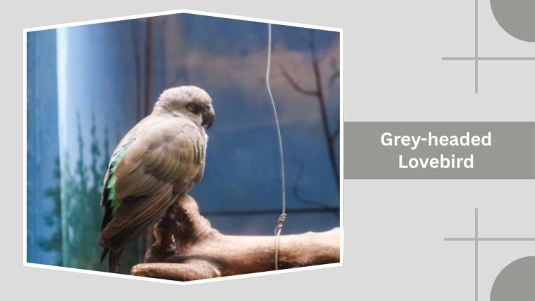13 Types of Lovebird: Different Species Identification with Pictures