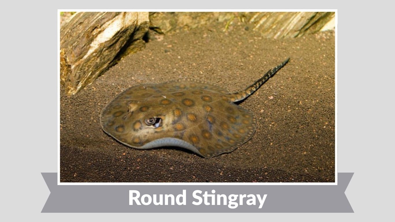 25 Types of Stingray Fish: Identification with Picture