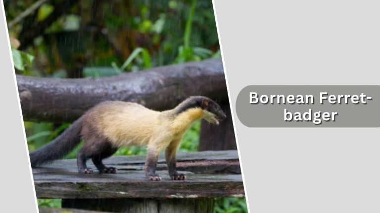 15 Types of Badgers Animals: Identification with Picture