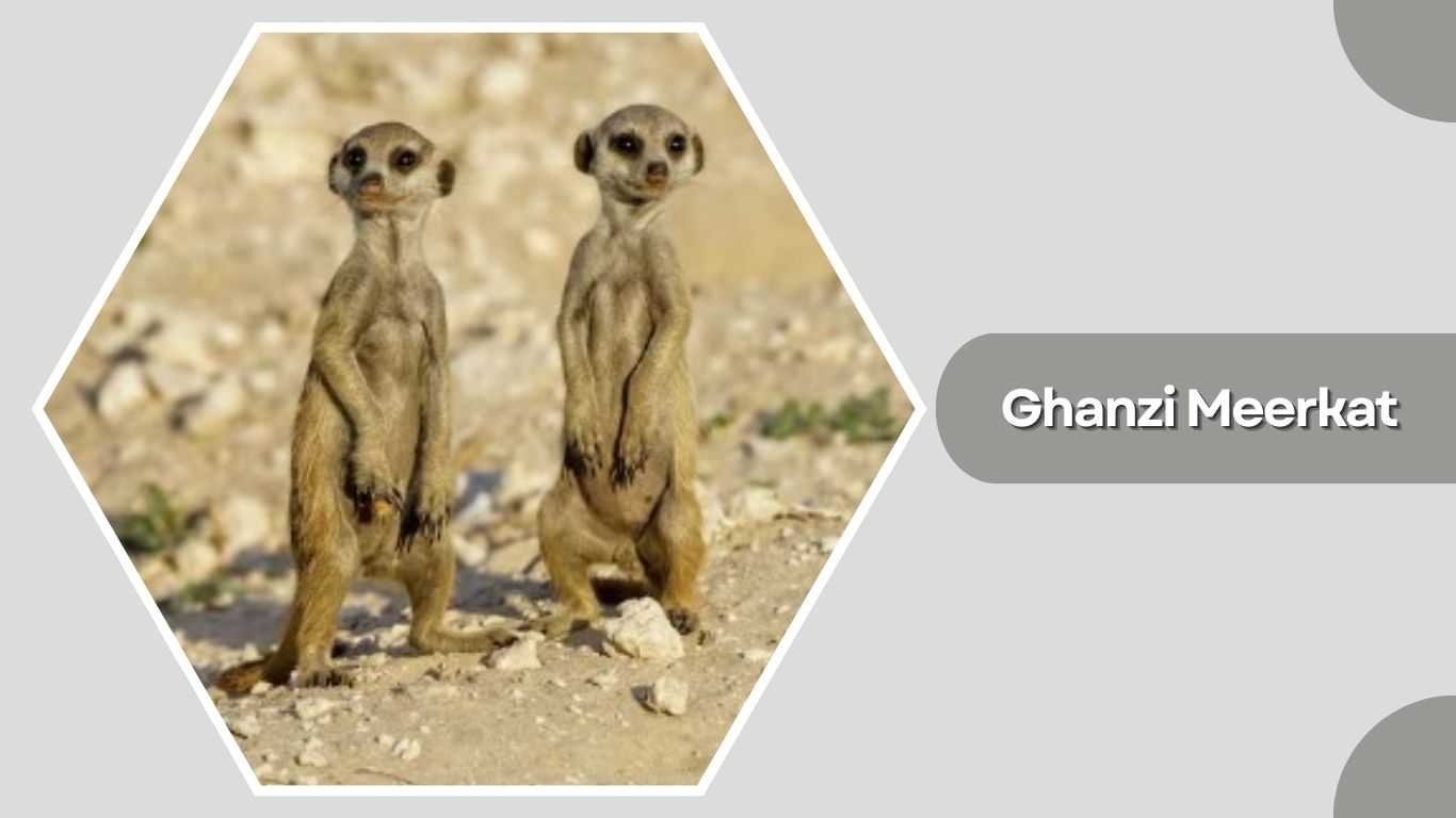 21 Types of Meerkat Animals: Species Identification with Pictures