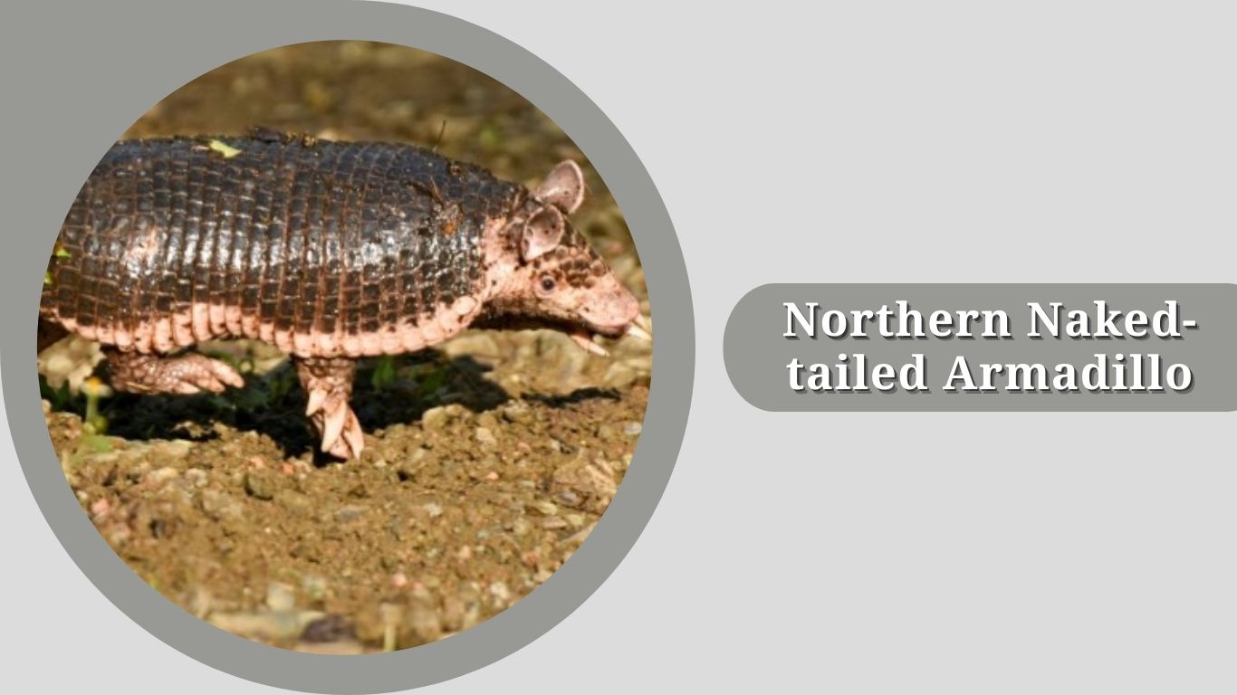 15 Types of Armadillo Animals: Identification with Pictures