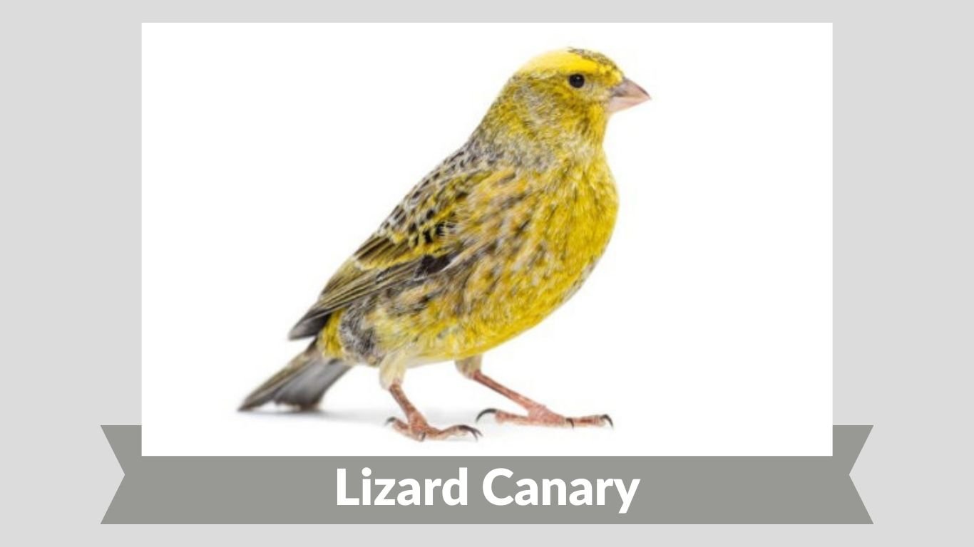32 Types of Canary Birds: Species Identification with Pictures