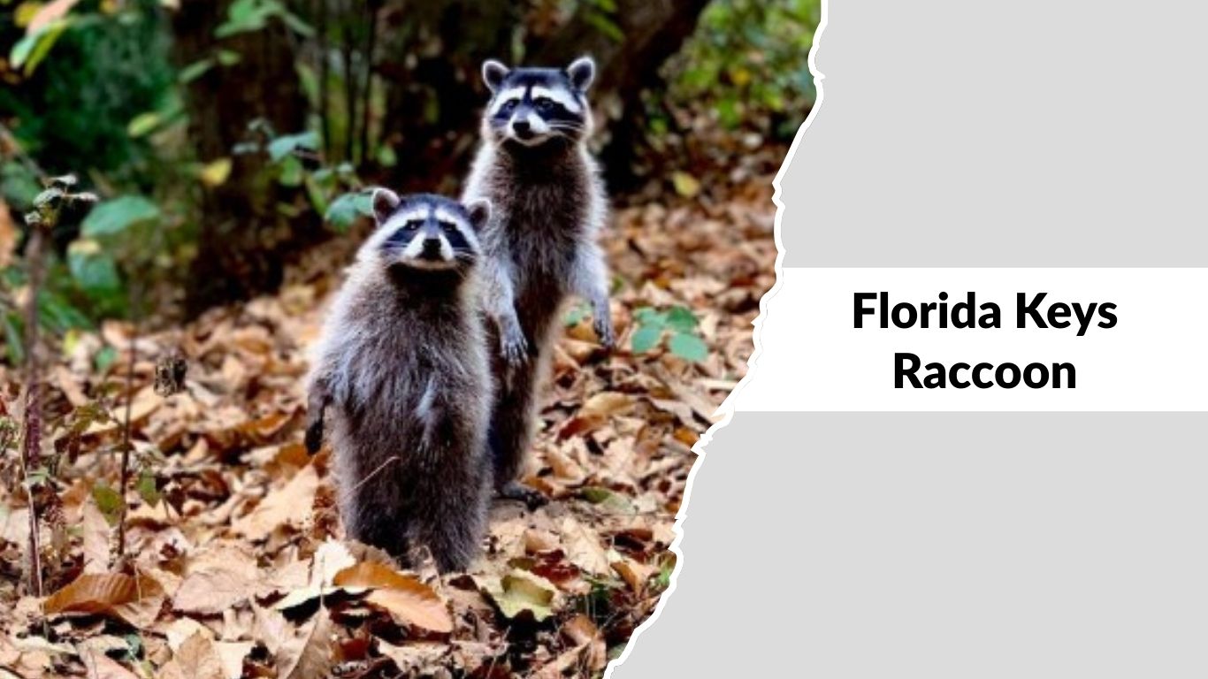 14 Types of Raccoons: Species Identification with Pictures