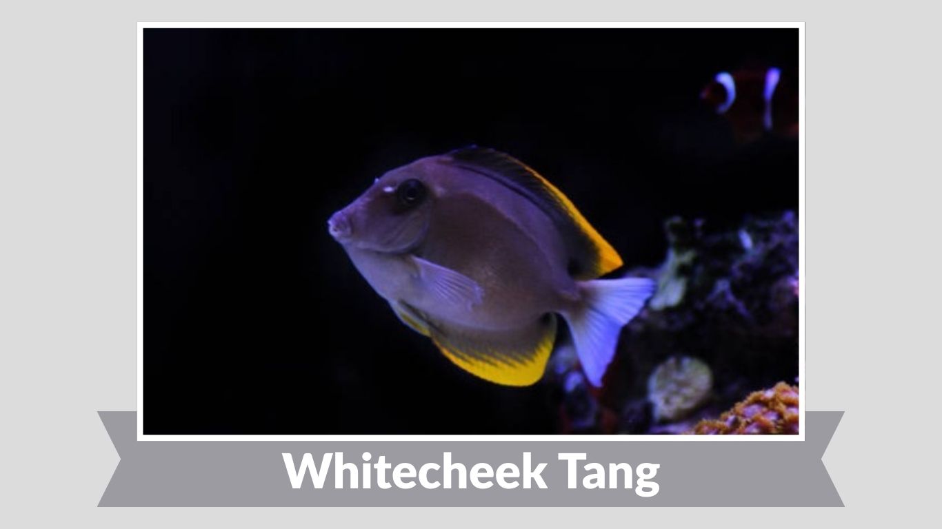 15 Types of Surgeonfish: Identification with Picture