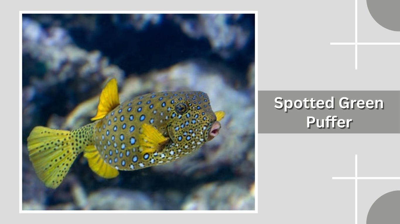 21 Common Types of Pufferfish: Different Species Identification with ...