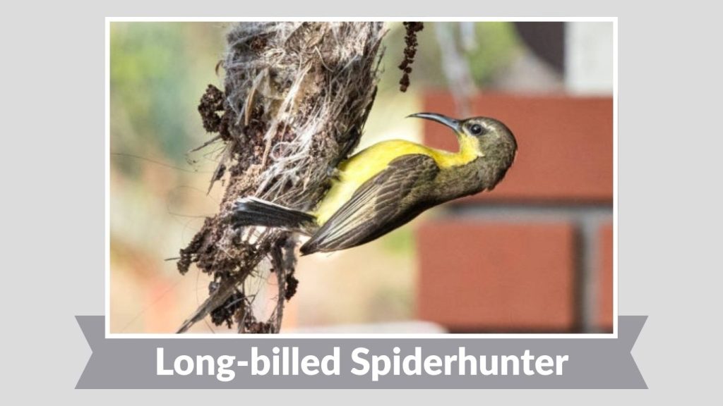 17 Small Birds with Long Beaks: Identification with Pictures