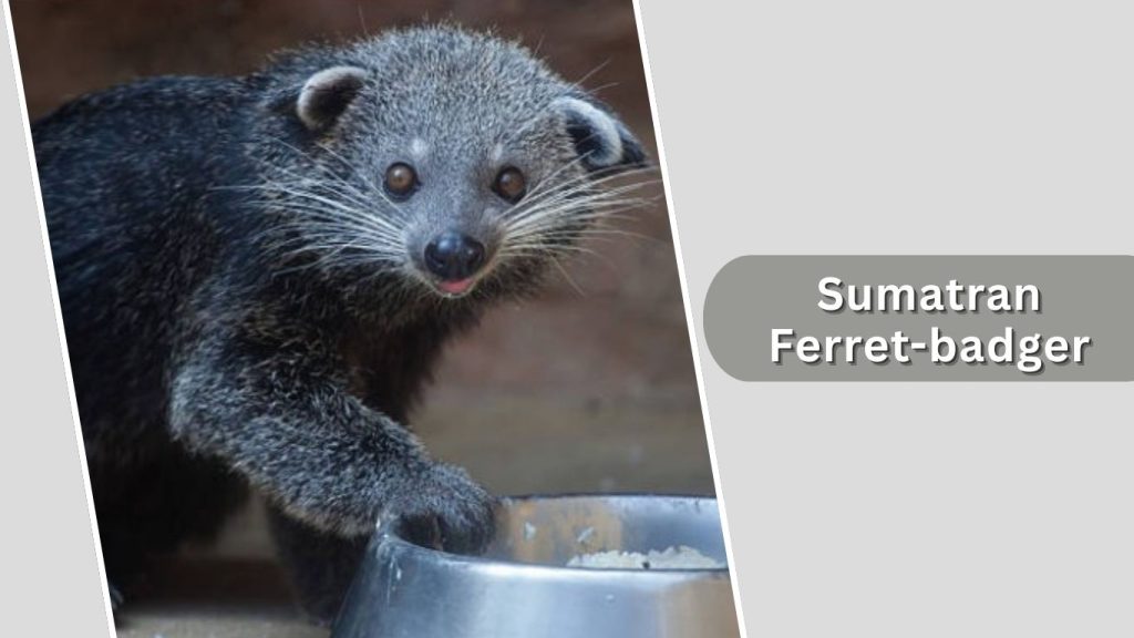 15 Types of Badgers Animals: Identification with Picture