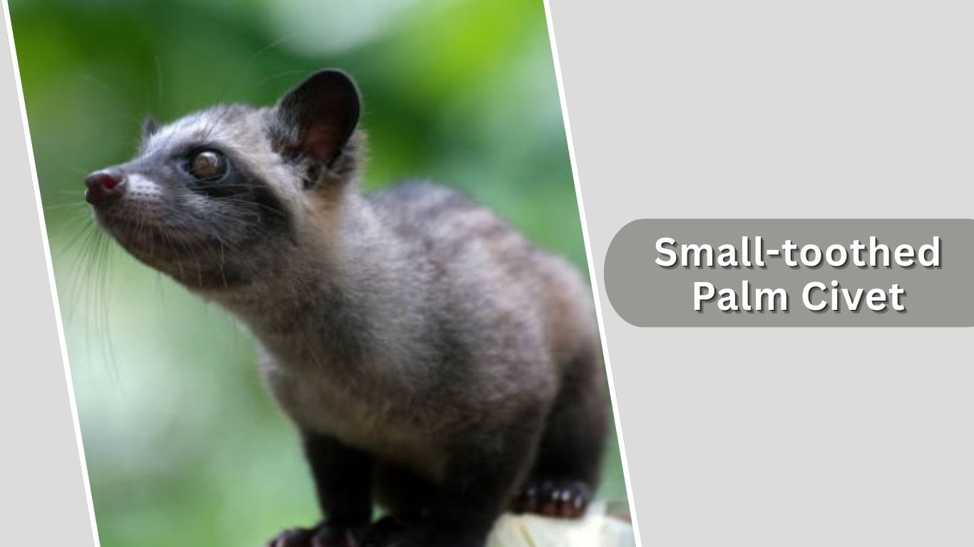 18 Types of Civet Animals: Species Identification with Pictures