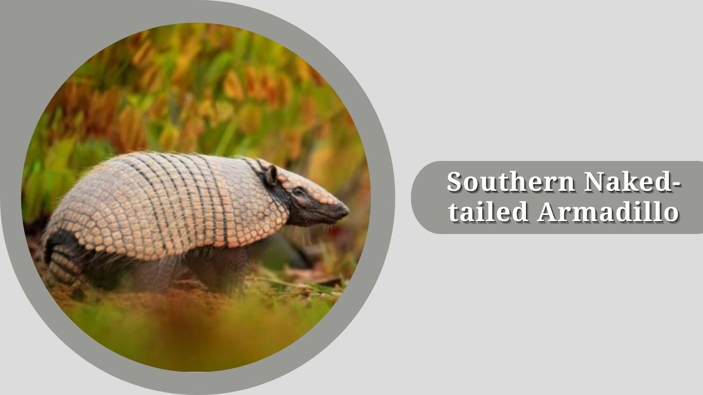 15 Types of Armadillo Animals: Identification with Pictures