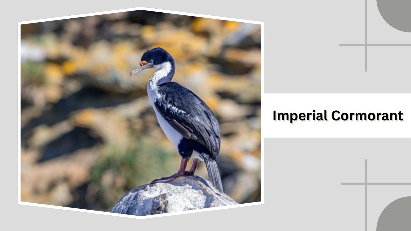 25 Types of Cormorant: Identification with Picture