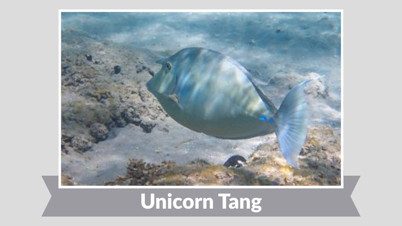 15 Types of Surgeonfish: Identification with Picture