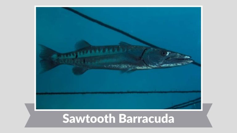 15 Types of Barracuda Fish: Identification with Picture