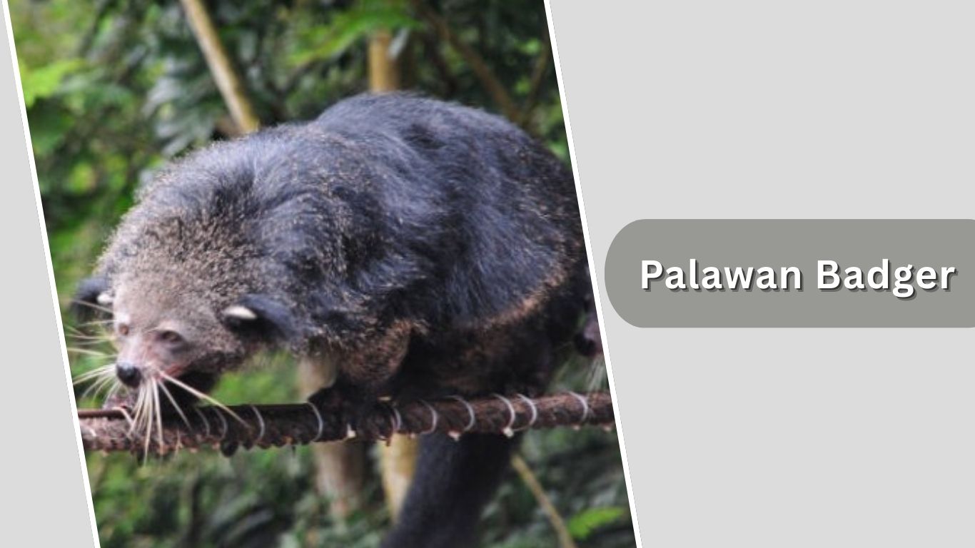 15 Types of Badgers Animals: Identification with Picture