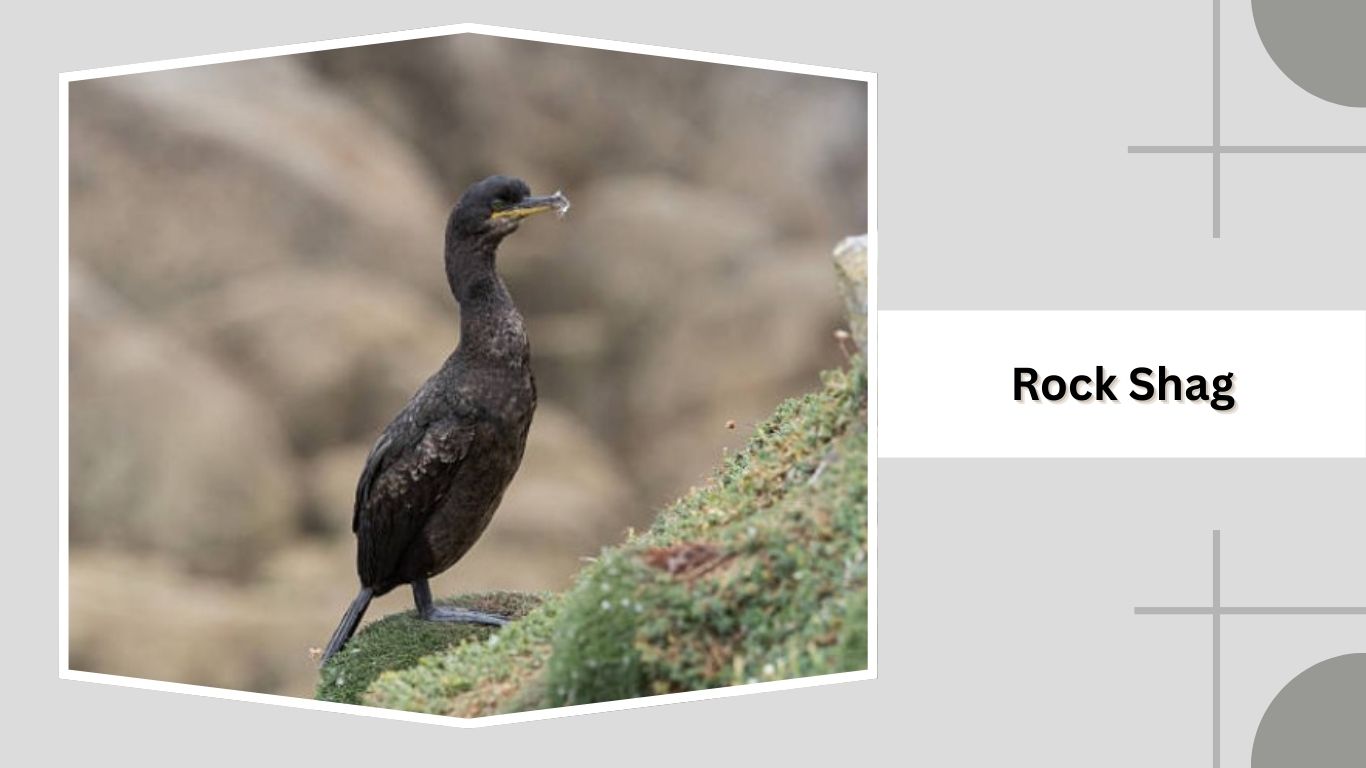 25 Types of Cormorant: Identification with Picture