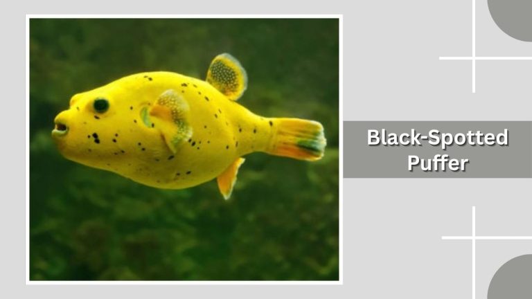 21 Common Types of Pufferfish: Different Species Identification with ...