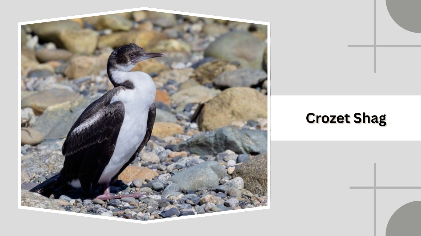 25 Types of Cormorant: Identification with Picture