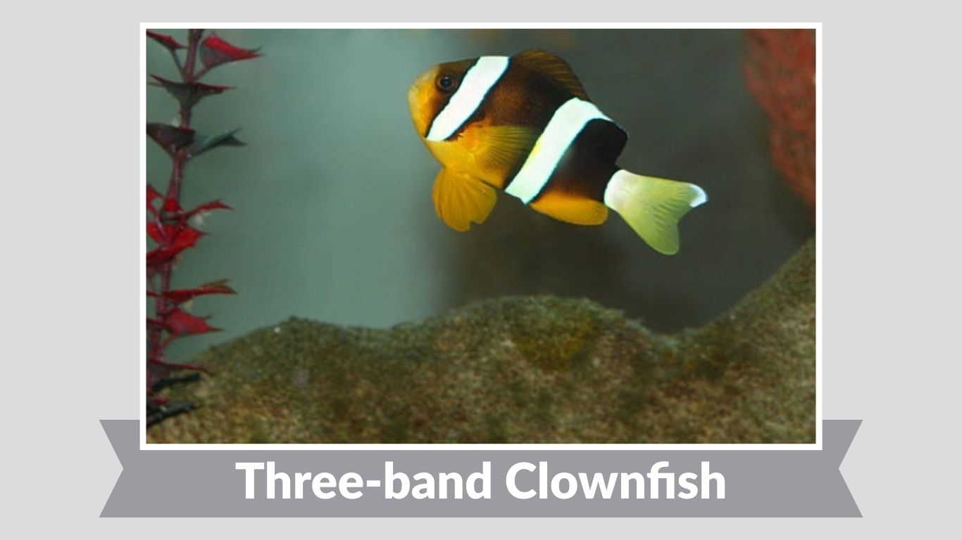25 Common Types of Clownfish: Identification with Picture