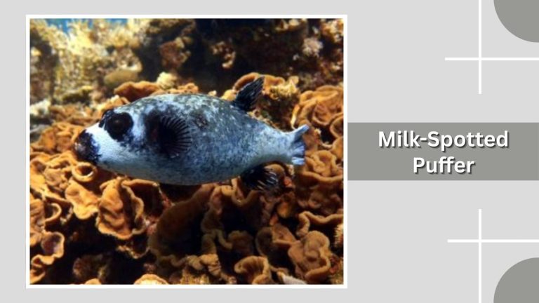 21 Common Types of Pufferfish: Different Species Identification with ...