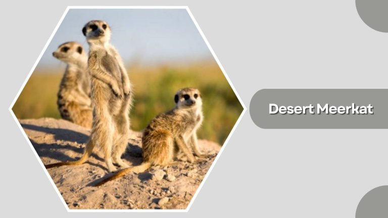 21 Types of Meerkat Animals: Species Identification with Pictures