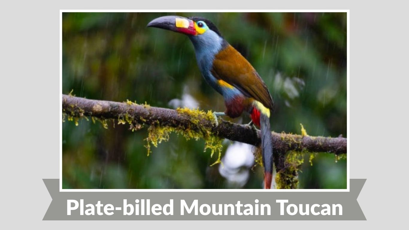 25 Types of Toucan : Species Identification with pictures