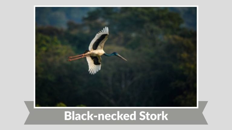 19 Common Types of Stork Birds: Species Identification with Pictures