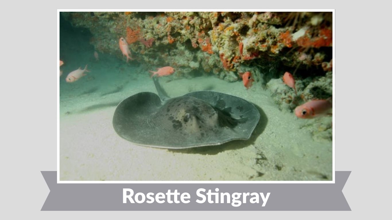 25 Types of Stingray Fish: Identification with Picture
