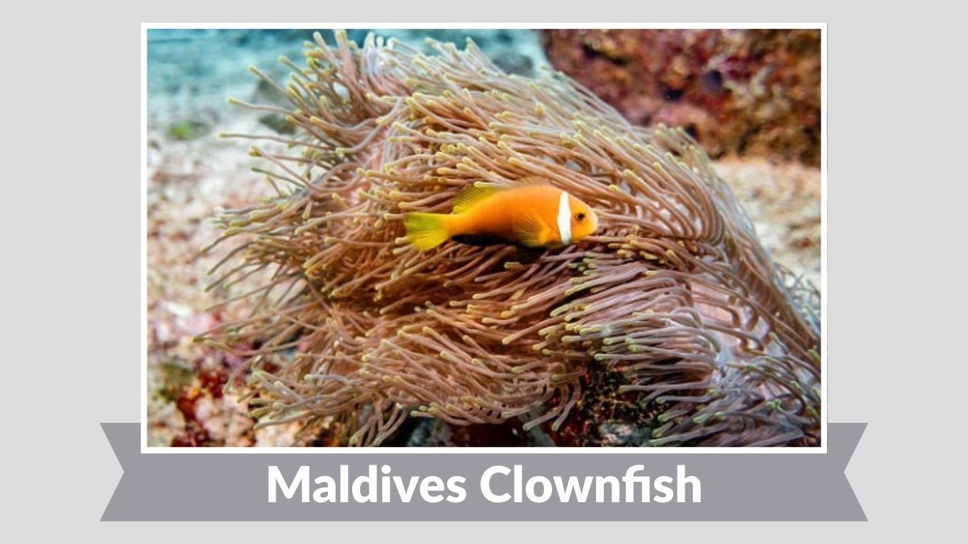 25 Common Types of Clownfish: Identification with Picture