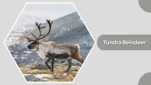 15 Types of Reindeer From Arctic Tundra to Forest Lands