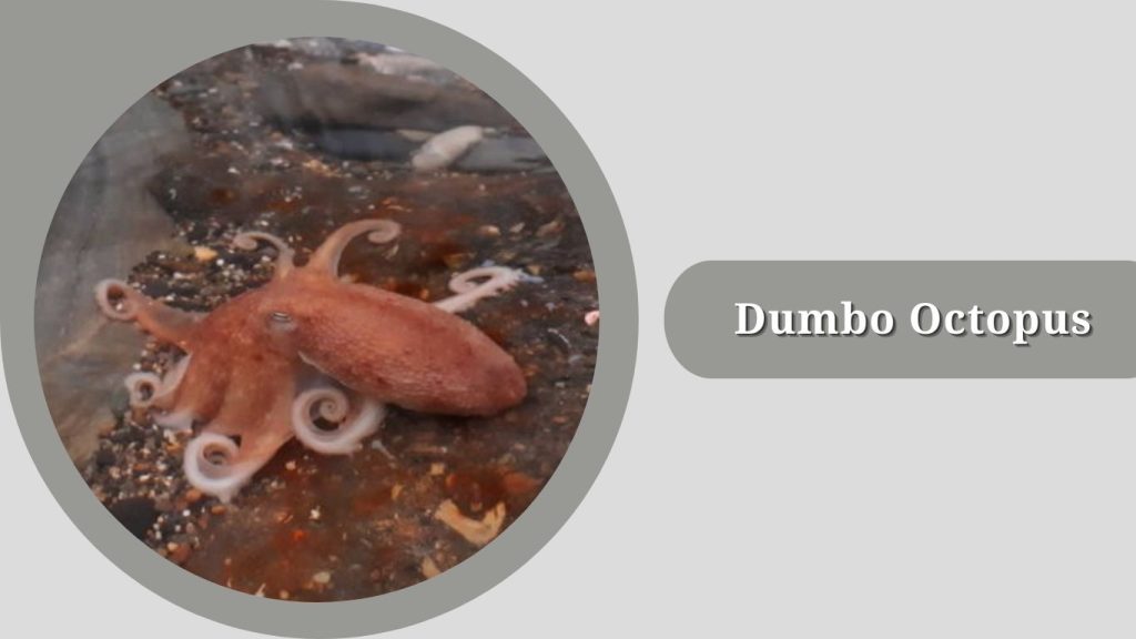 10 Types of Cute Octopus You’ll Love to Discover (ID & Pictures)