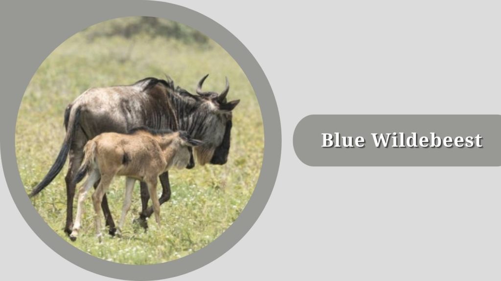 7 Types of Wildebeest: Identification With Picture