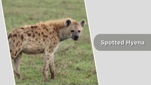 10 Types of Hyena: Species Identification with Pictures