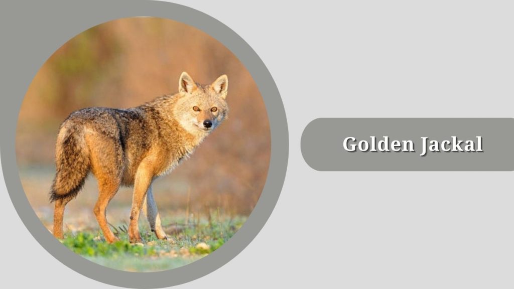 7 Types of Jackal: Species Identification with Pictures