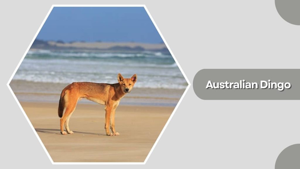 10 Types of Dingo Animals: Species Identification with Pictures