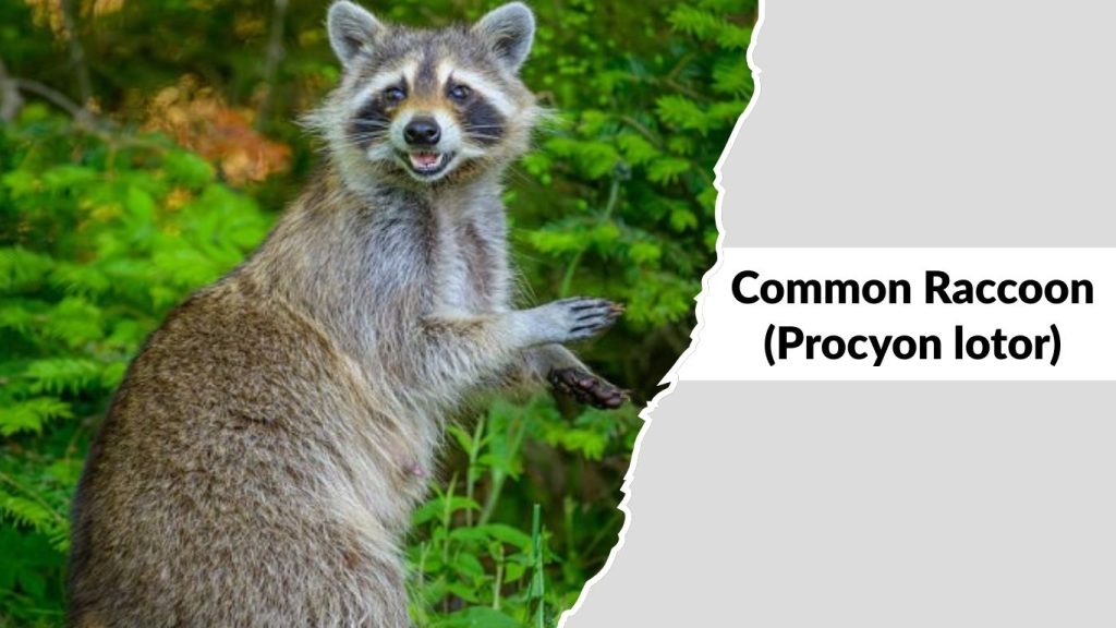 14 Types of Raccoons: Species Identification with Pictures
