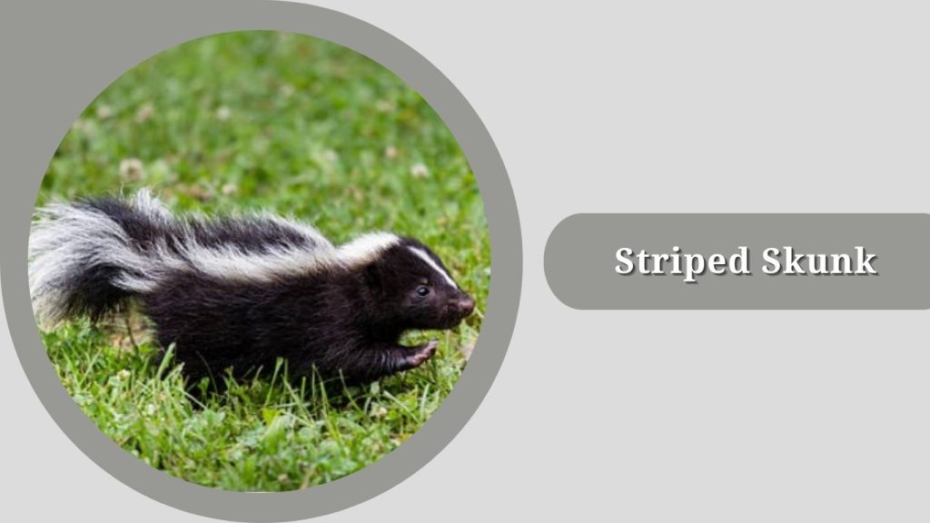 15 Types of Skunk: Species Identification with Pictures