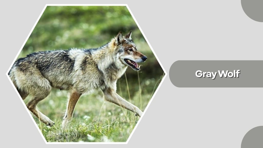 20 Types of Wolves: Species Identification with Pictures