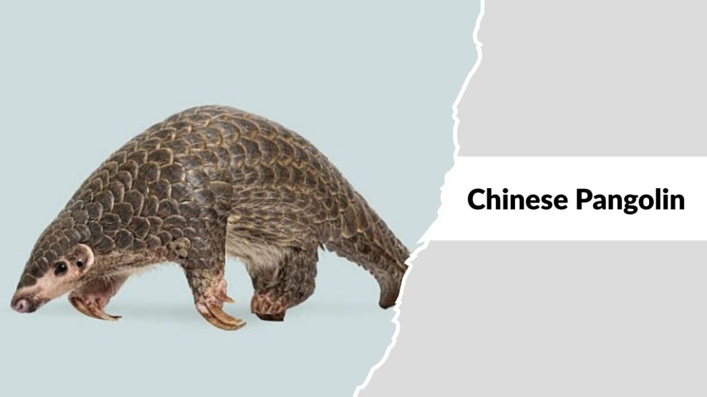10 Types of Pangolin Animals: Different Species Identification with ...