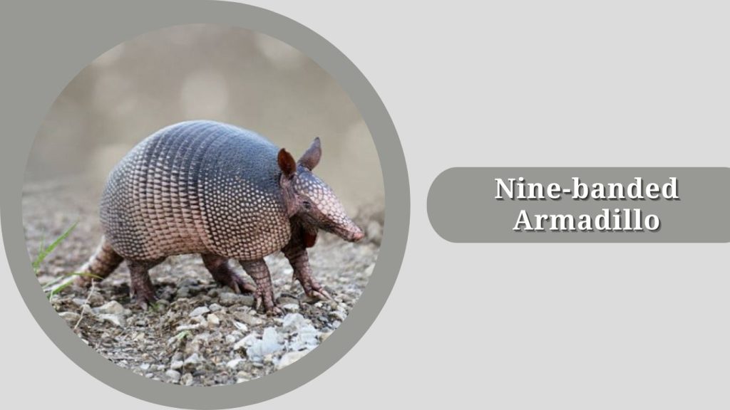 15 Types of Armadillo Animals: Identification with Pictures