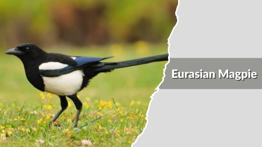 15 Types of Magpie Birds Around the World (ID with Pictures )
