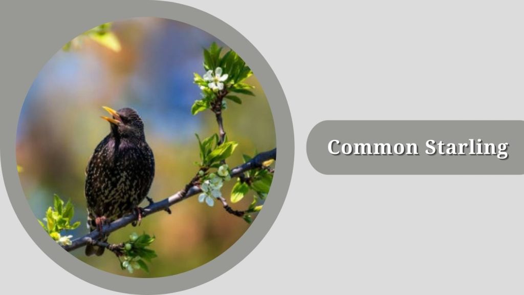 21 Common Types of Starling: Habitat, Range, Behaviour and Nest