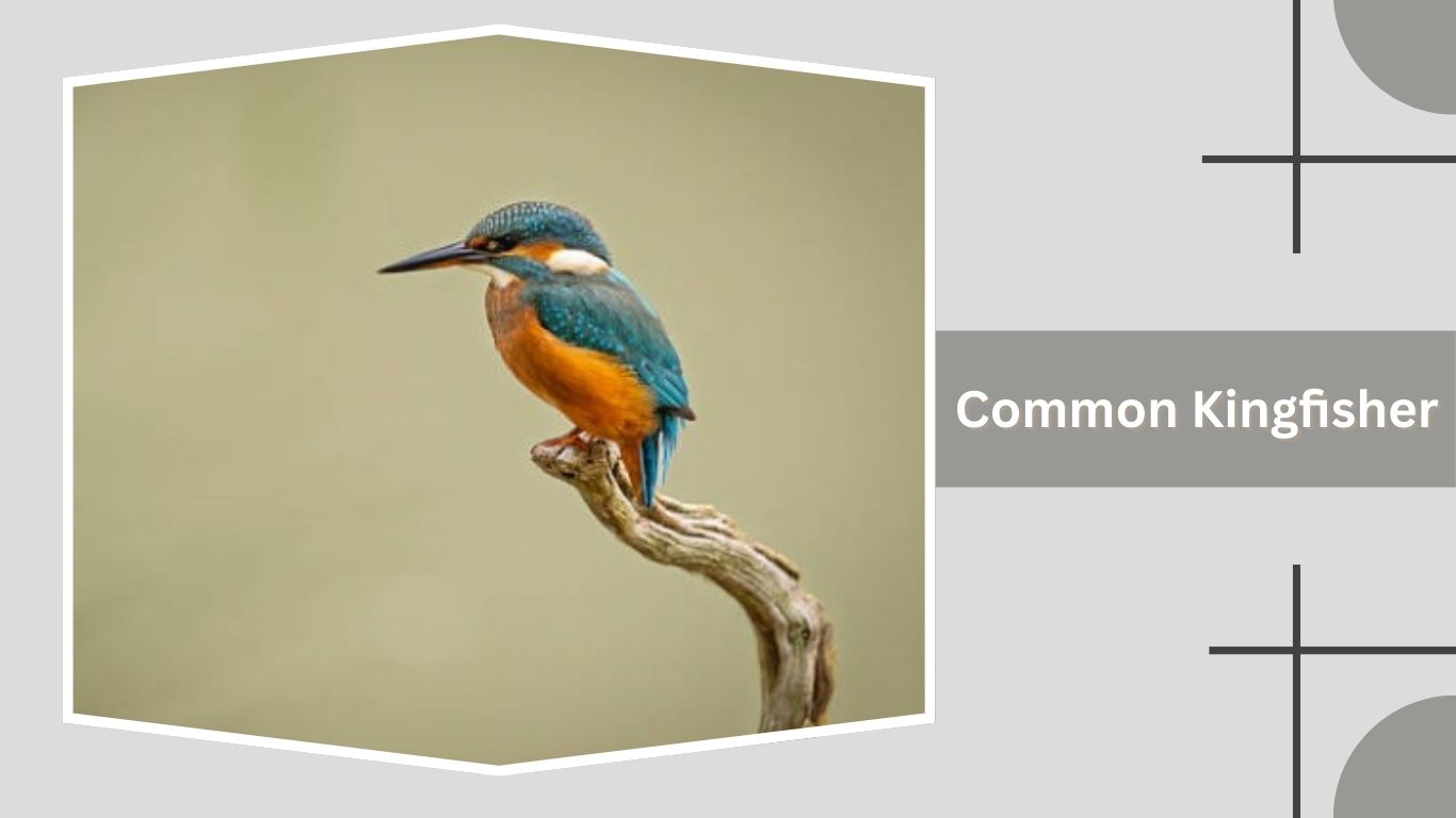 27 Common Types of Kingfisher Birds (With Species Names)